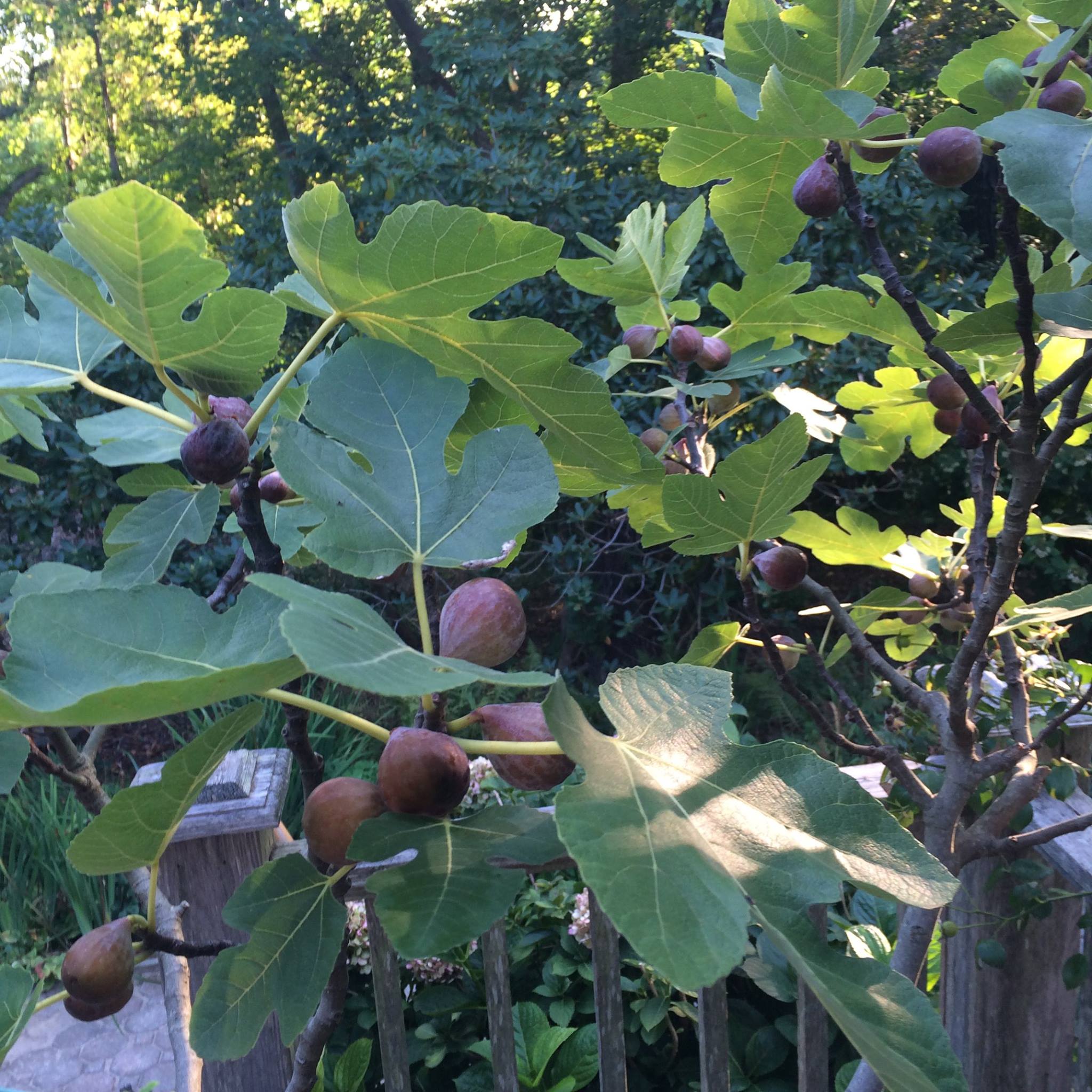 5 Productive and cold hardy fig tree varieties to grow on your ...