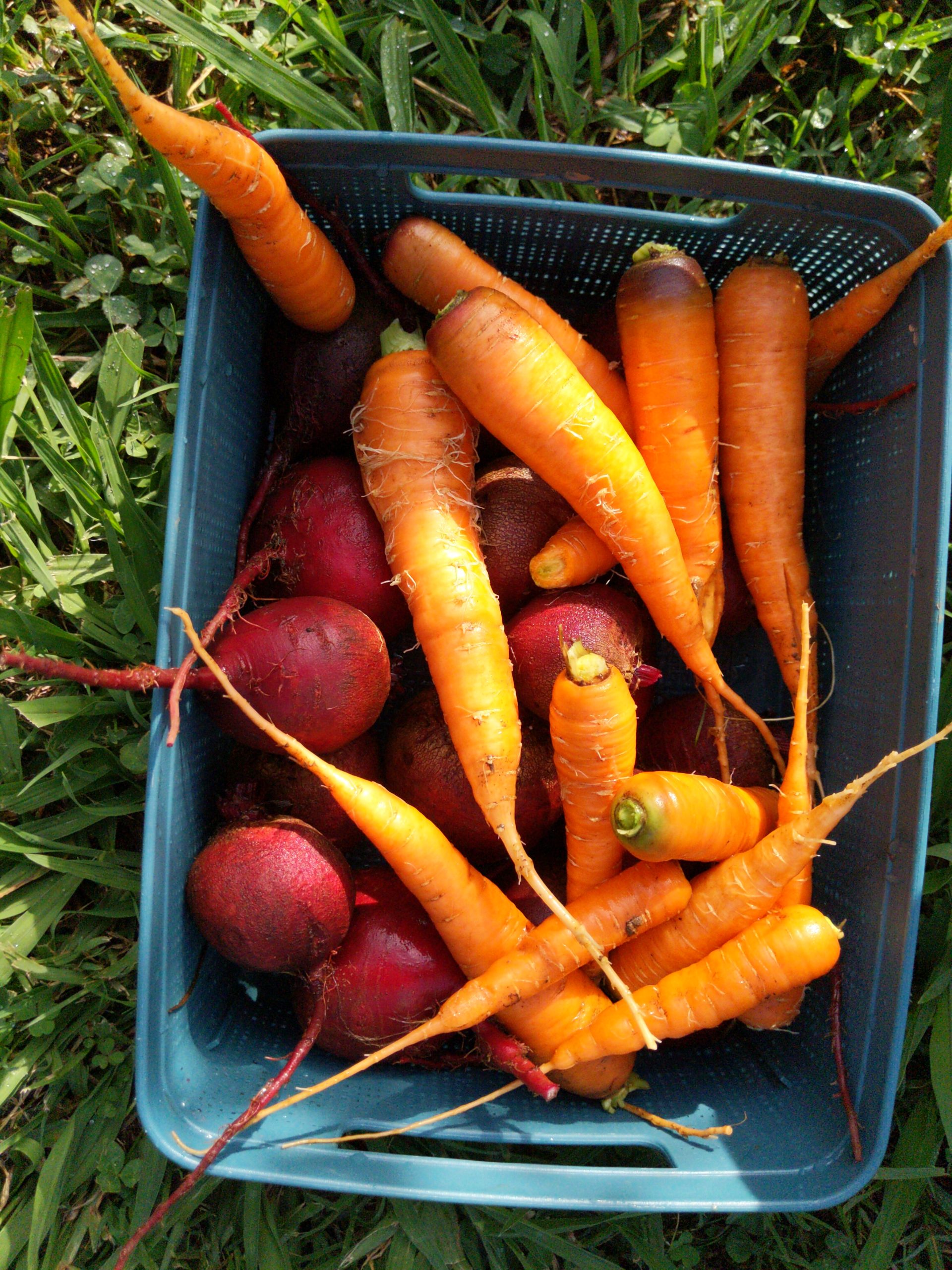 6 Great Cold Hardy Vegetables for Your Winter Garden – Direcraft